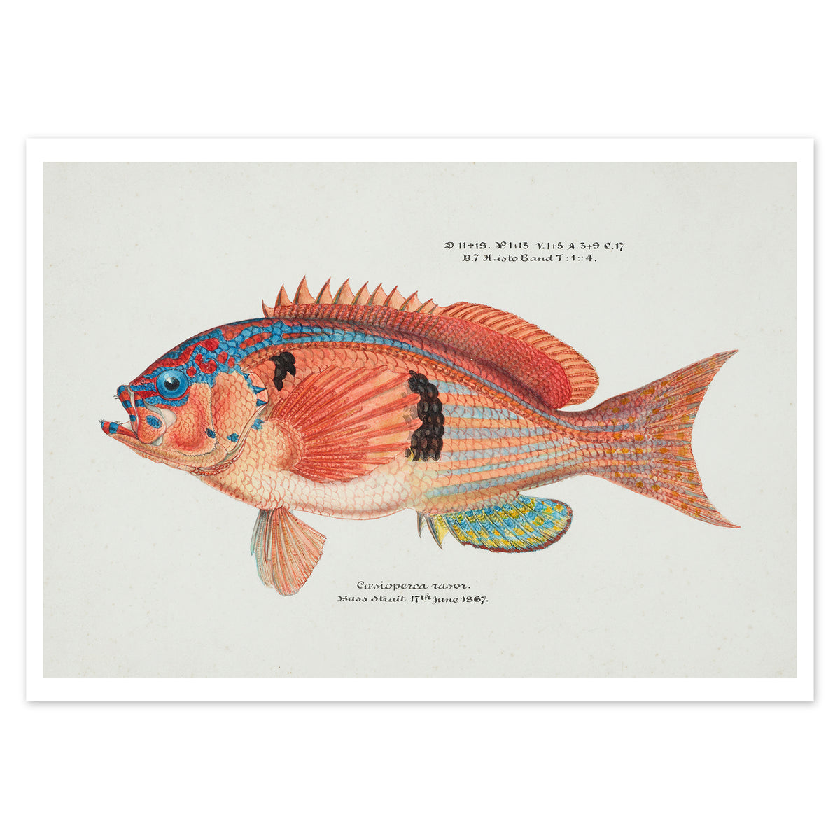 Antique Barber Perch Art Print – Visetto Posters